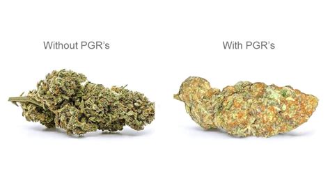 What Is Pgr Weed 420buy