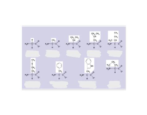 Nonpolar Amino Acids Quiz