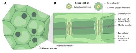 Cell Organelles Structure Functions Diagram Biology Notes Online