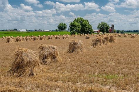 Shocks Of Straw In An Amish Field In Northern Indiana Stock Image