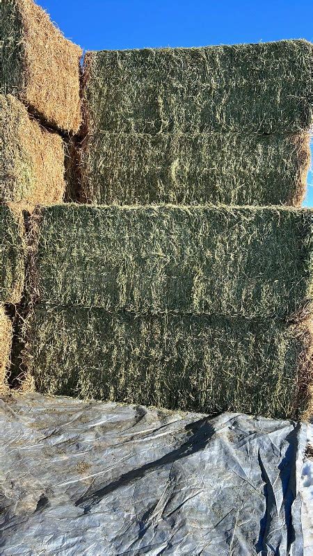 Alfalfaorchard Grass Hay Livestock Lethbridge Kijiji