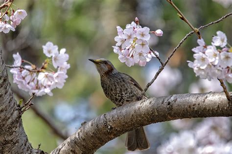 포토 제주 벚꽃 만발 봄꽃의 향연 시작되다