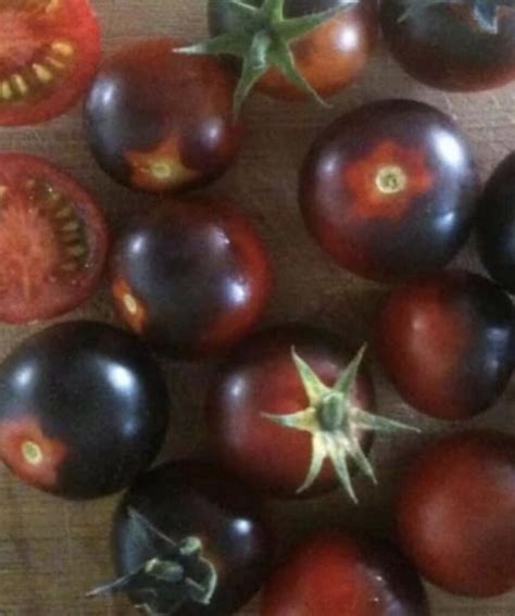 Dancing With Smurfs Tomato Seeds Tims Tomatoes