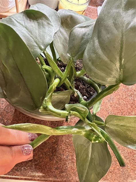 Plant Growing Into Itself And Has Splitting Stems R Plantclinic