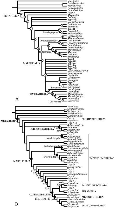 Strict Consensus Tree A Length L 621 Consistency Index Ci