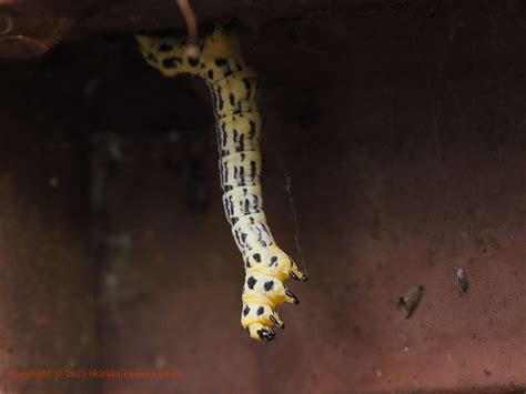 ヒロオビトンボエダシャク 東京お気楽カメラ