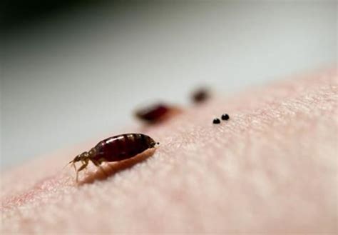 Bed Bugs Developing Resistance To Chemicals Heat Assault