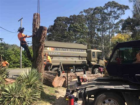 Tree Removal Central Coast All Tree Solutions