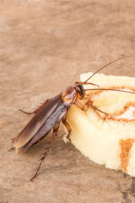 Cómo Matar Cucarachas Y Eliminarlas Completamente De Casa Insecticidas