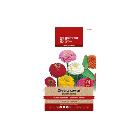 Ζίννια Κοντή Pompon Μείγμα Ερασιτεχνικά Φάκελα - Άνθη - ΓΕΩΠΟΝΙΚΟ ΠΟΝΤΙΚΗ