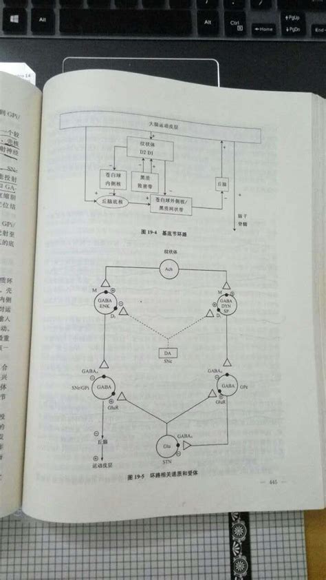 目前教科书对基底神经节几个主要核团之间的神经投射的描述是准确的吗？ 知乎