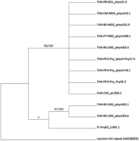 Majority Rule Consensus Tree Based On Maximum Likelihood Analyses Of 13