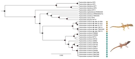 Bayesian Inference Bi Tree With P1 Of Dataset 2 12s 16s Cytb Download Scientific Diagram
