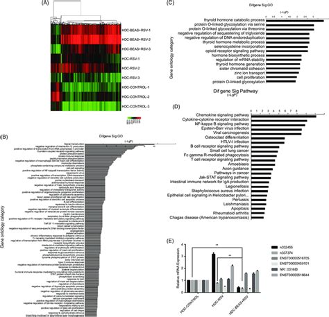 Identification Functional Analysis And Validation Of Differentially Download Scientific