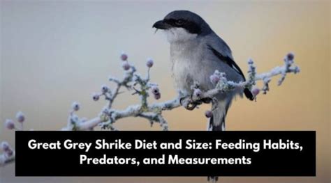 Great Grey Shrike Diet And Size Feeding Habits Predators And
