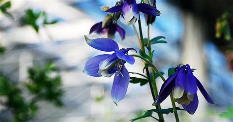 양구 북방계식물전시원 10∼31일 특별 개방