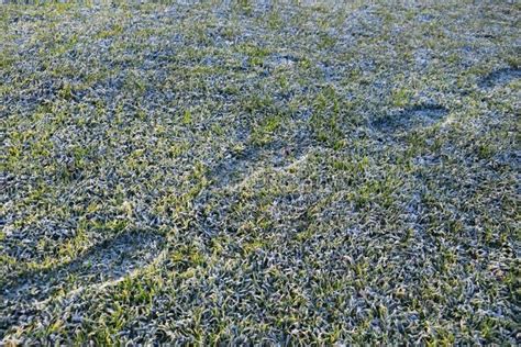 Foot Prints In Icy Grass With Snow Stock Image Image Of Path Outdoor