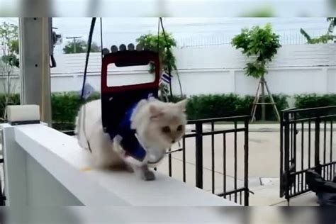 来自高端猫猫教成员的精彩演绎猫咪的迷惑行为被迫营业的猫猫 猫猫 猫咪 行为