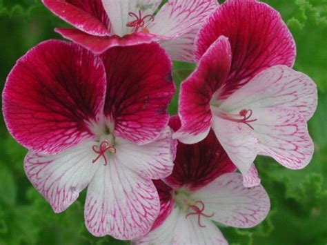 Eskay Verglo – Fibrex Nurseries