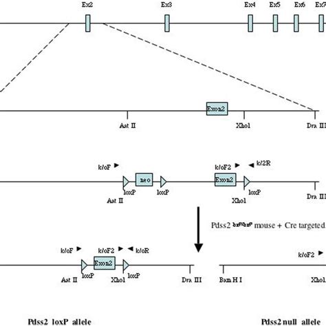 Generation Of A Pdss2 Conditional Null Allele Generation Of A Pdss2 Download Scientific