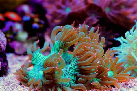 Quels Coraux Pour Votre Aquarium Deau De Mer Berluce