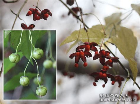 ツリバナ 野山の花たち 東北と関東甲信越の花