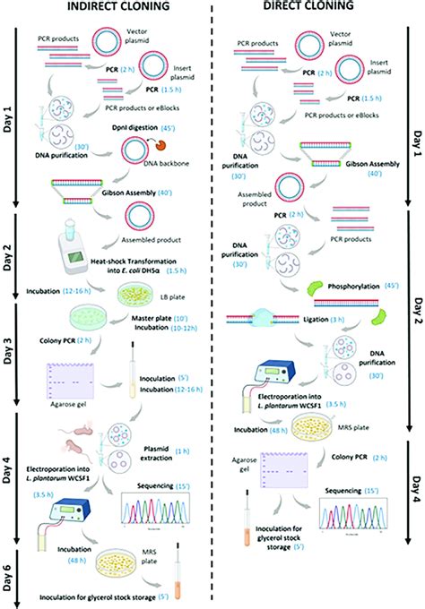 Schematic Representation Of The Steps And Temporal Requirements For The Download Scientific