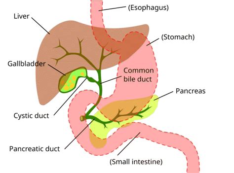 담낭염 Vs 담관염 Cholecystitis Vs Cholangitis 의학당
