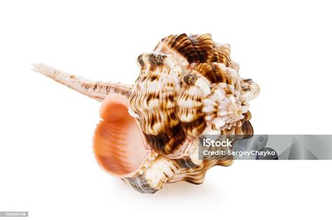 흰색 배경에 고립 된 빈 조개 무렉스 오스텔레움 누적 된 사진 감금 상태에 대한 스톡 사진 및 기타 이미지 감금 상태 갑각류 기념품 Istock
