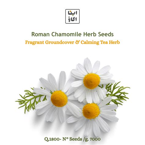 Roman Chamomile Herb Seeds Soothing Tea And Groundcover