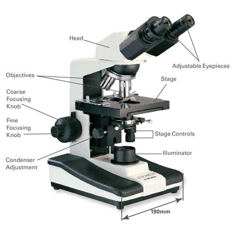 Gynex Binocular Microscope Gynex Corporation
