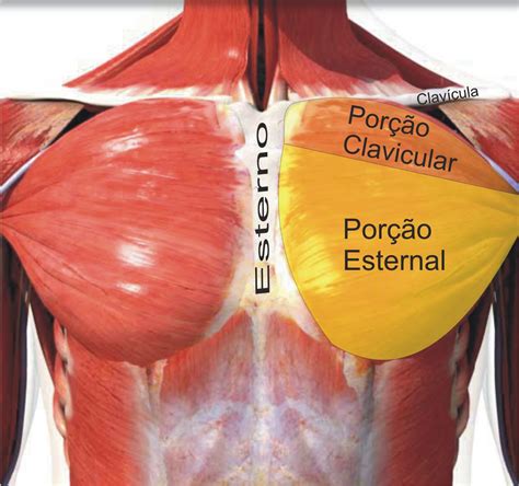Academia Superação Treino Para Peitoral