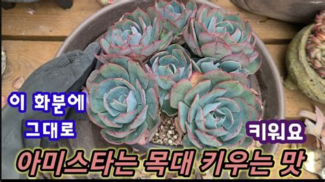 꽃나래다육에서 온 대품 아미스타군생 그라노비아금 애성 분갈이합니다~ 아미스타는 목대 굵어지는 맛으로 키우니 대품으로 키우셔요~ Youtube