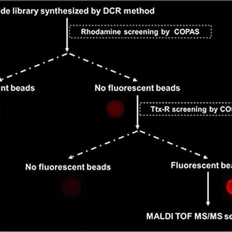 Automated Two Stage Peptide Library Screening Strategy Download Scientific Diagram