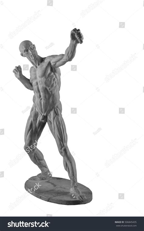 Plaster Statue Naked Anatomical Human Figure Stock Photo Shutterstock