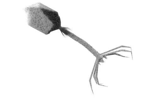 박테리오파지 스톡 사진 및 일러스트 Istock