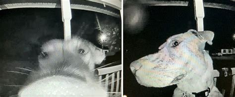 Runaway Dog Rings Doorbell At 3am And Peeps Into The Camera After