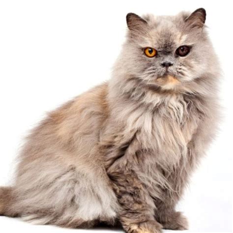 Your Guide To Persian Cat Colors Persian Cat Corner