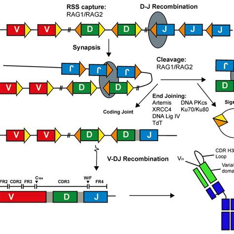 Assembly Of Immunoglobulin Genes By V D J Recombination V D J Download Scientific Diagram