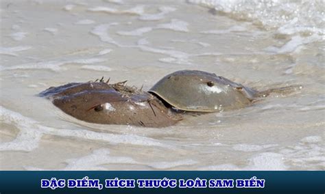 Cách Phân Biệt Con Sam Và Con So Biển Kết Nối Ads