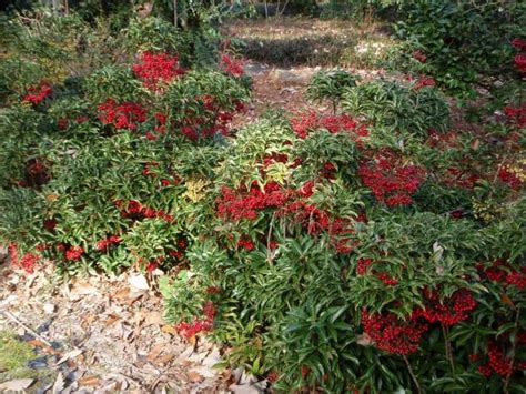 Ardisia Spp Ardisia Plantmaster