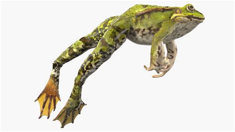 개구리 점프 자세 3d 모델 99 3ds Blend C4d Fbx Max Ma Lxo Obj Free3d