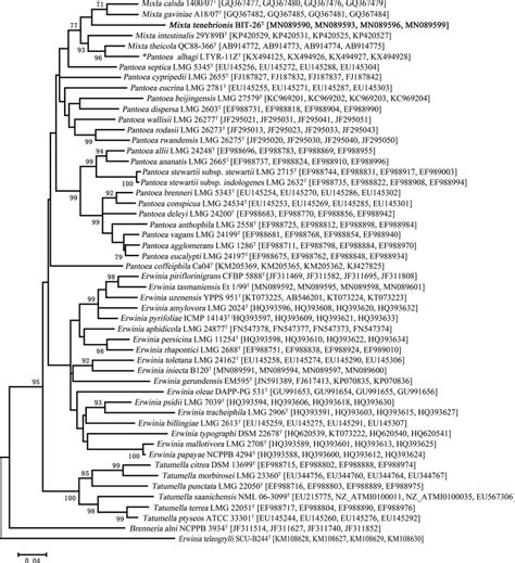 maximum likelihood tree based on concatenated protein sequences of the
