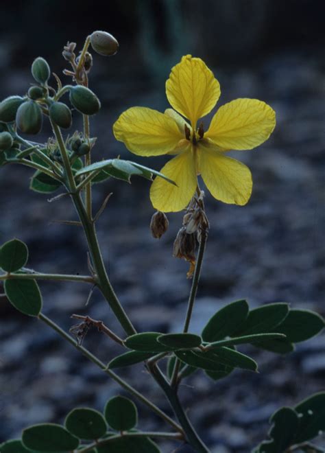 Cultivate Backyard Biodiversity Desert Diaries
