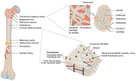 Bone Mineralization In Electrospun Based Bone Tissue Engineering