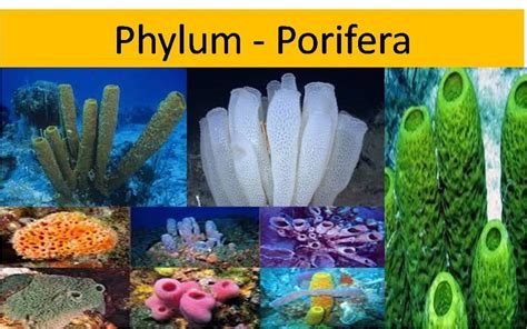 Phylum Porifera Characteristic Classification And Examples