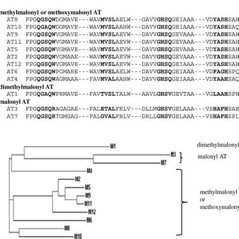 Architecture Of Modular Polyketide Synthase In The Biosynthesis Of Download Scientific Diagram