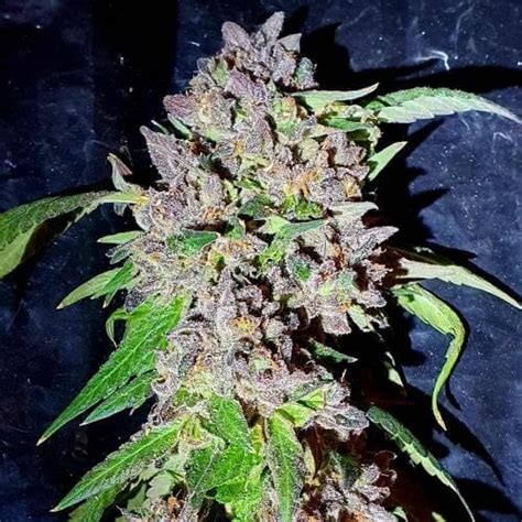 Red Hot Junky Cannabis Seeds By Holy Smoke Seeds