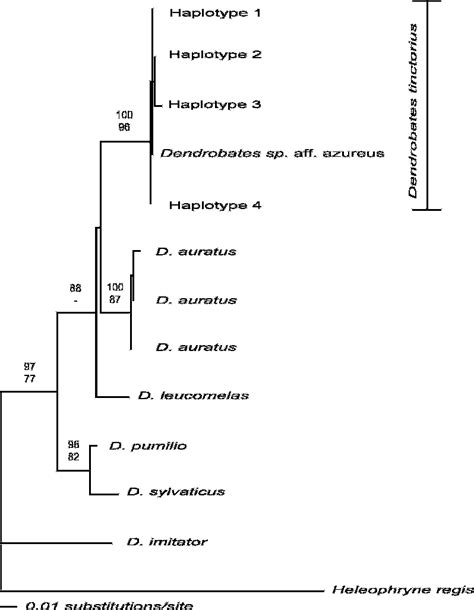 Maximum Likelihood Phylogram With Mp Upper And Ml Lower Support