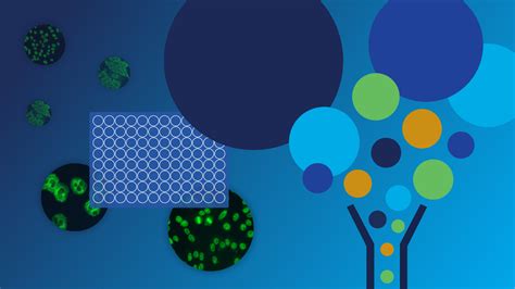 Antinuclear Antibody Testing How To Manage Loss Of Hep 2 Ifa Expertise